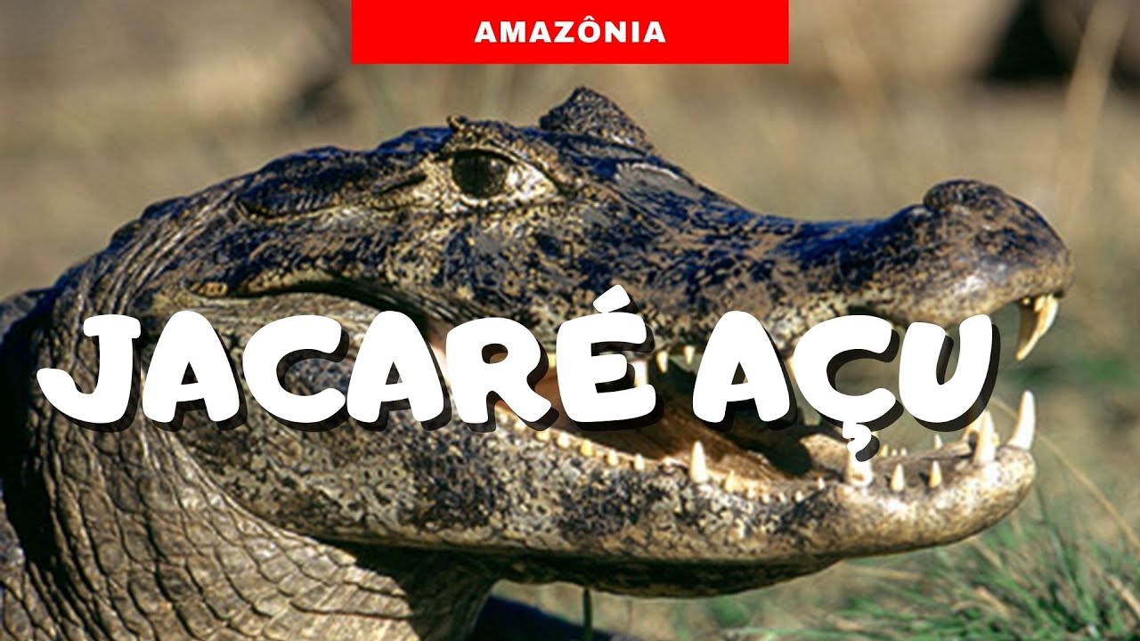 Tudo sobre o JACARÉ AÇU | Animais da Amazônia | - YouTube