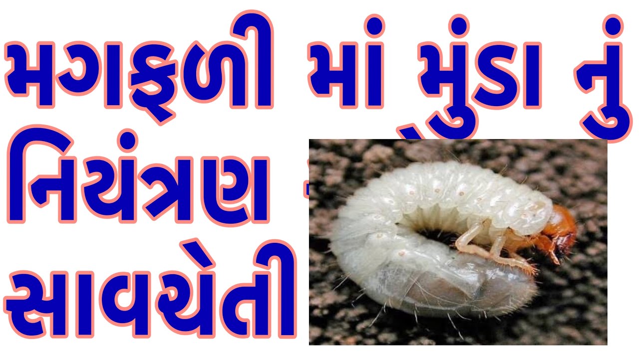 આજ ની કૃષિ માહીતી-મગફળી માં મુંડા નું નિયંત્રણ અને સાવચેતી-Magfali ma ...