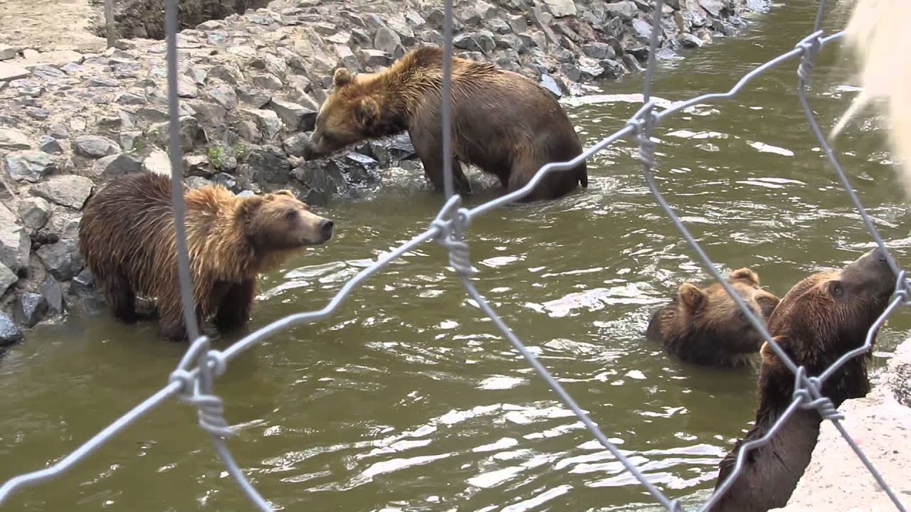 Zoo Timisoara part.3 - YouTube