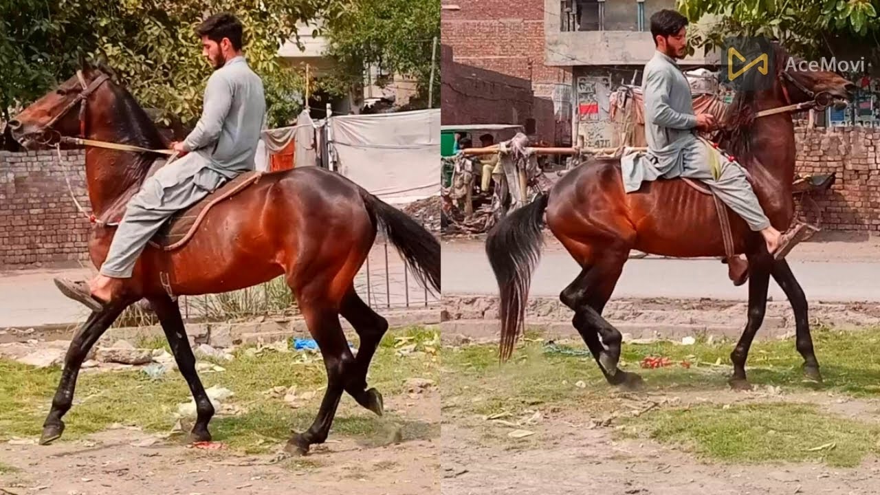 beautful horse for sale new video hikmatullah horse for sale - YouTube