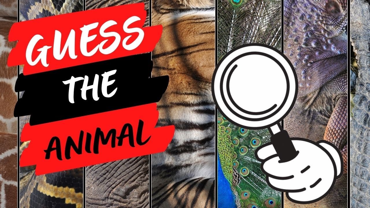 Guess The Animal Game | Animal name in english | Learn english - YouTube