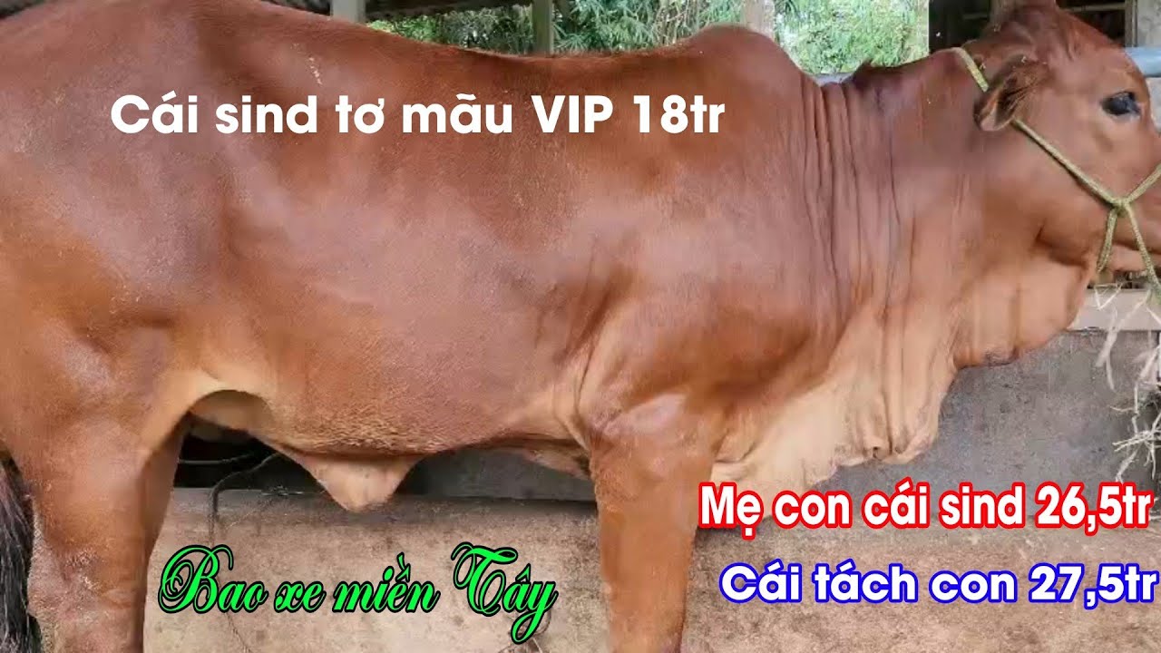12/01 _ Mẹ con cái sind 26,5tr, Cái Sind tơ 18tr, cái tách con 27,5tr ...