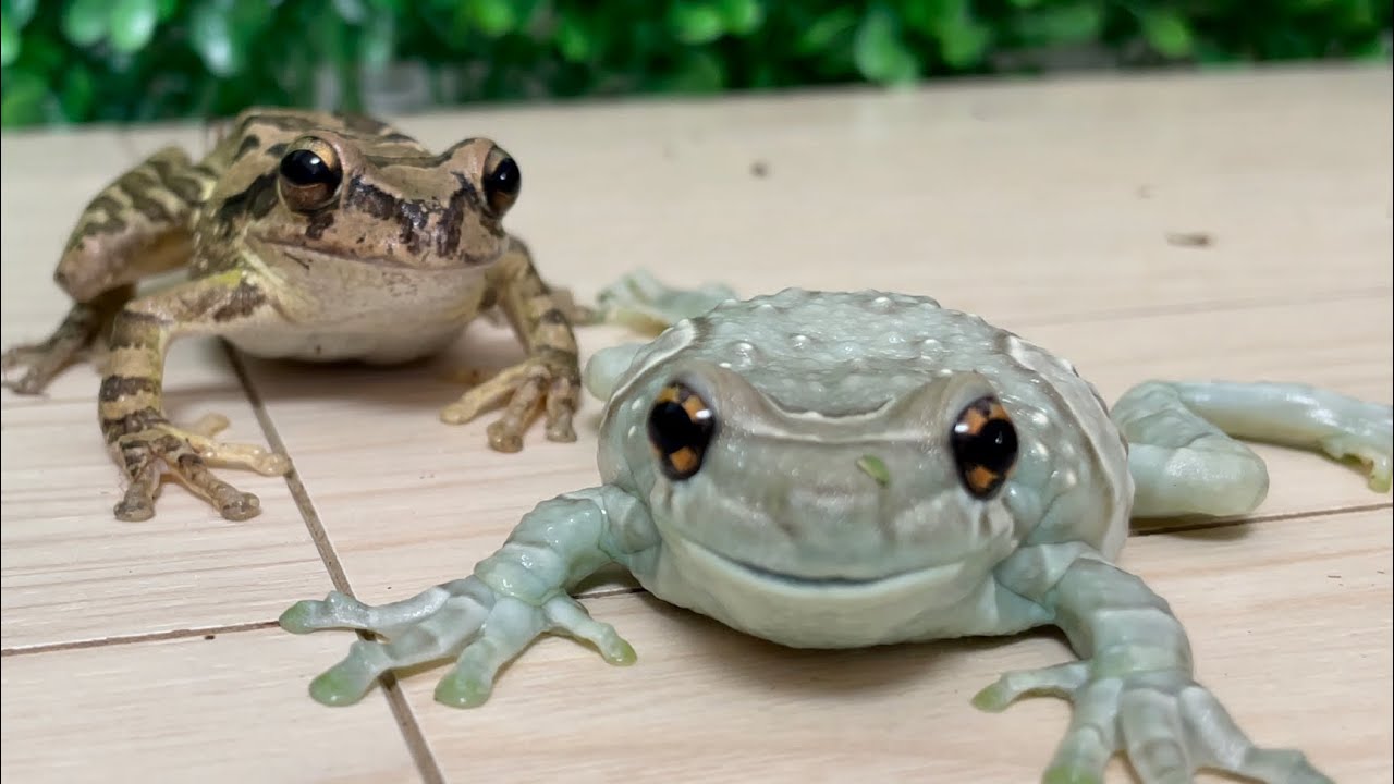 Finally co-starring for the first time！Masked tree frog & Amazon milk ...