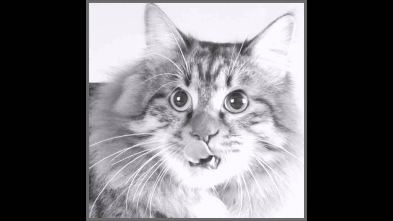 30 Shades of Gray - CATS - YouTube