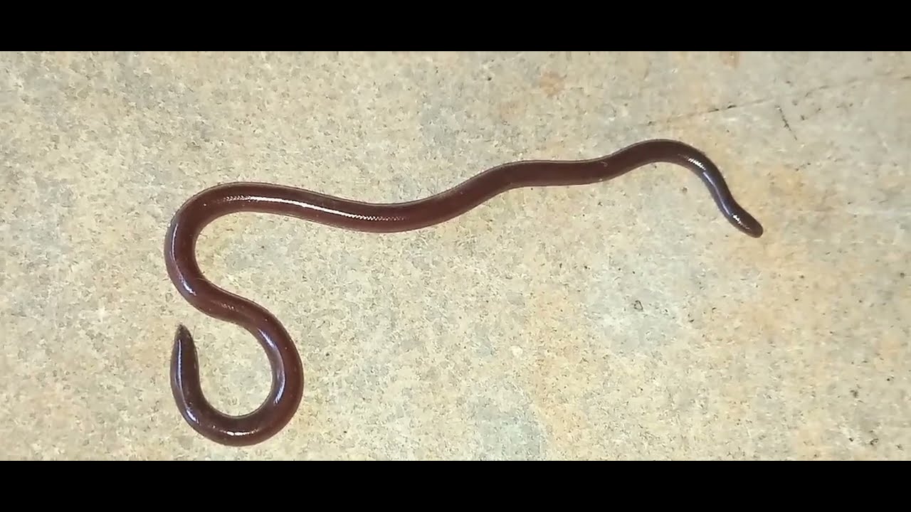 Twosides Snake#Black pipe snake# see this snake can walk bothside#Has ...