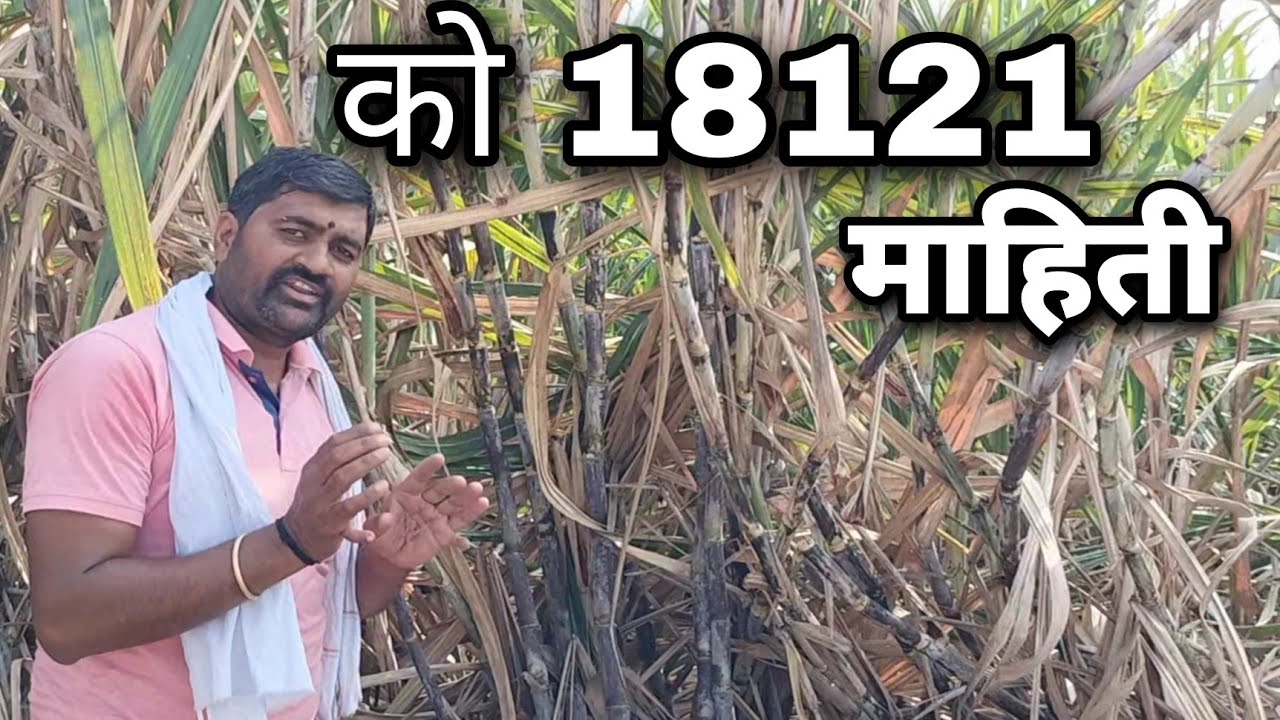 18121 ऊसाची नवीन जात | ऊसची लागवड | ऊसाचे बेणे माहिती | #गावकरी # ...