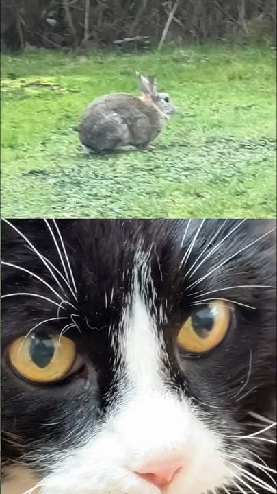 Cat vs Rabbit (The Rematch) - YouTube