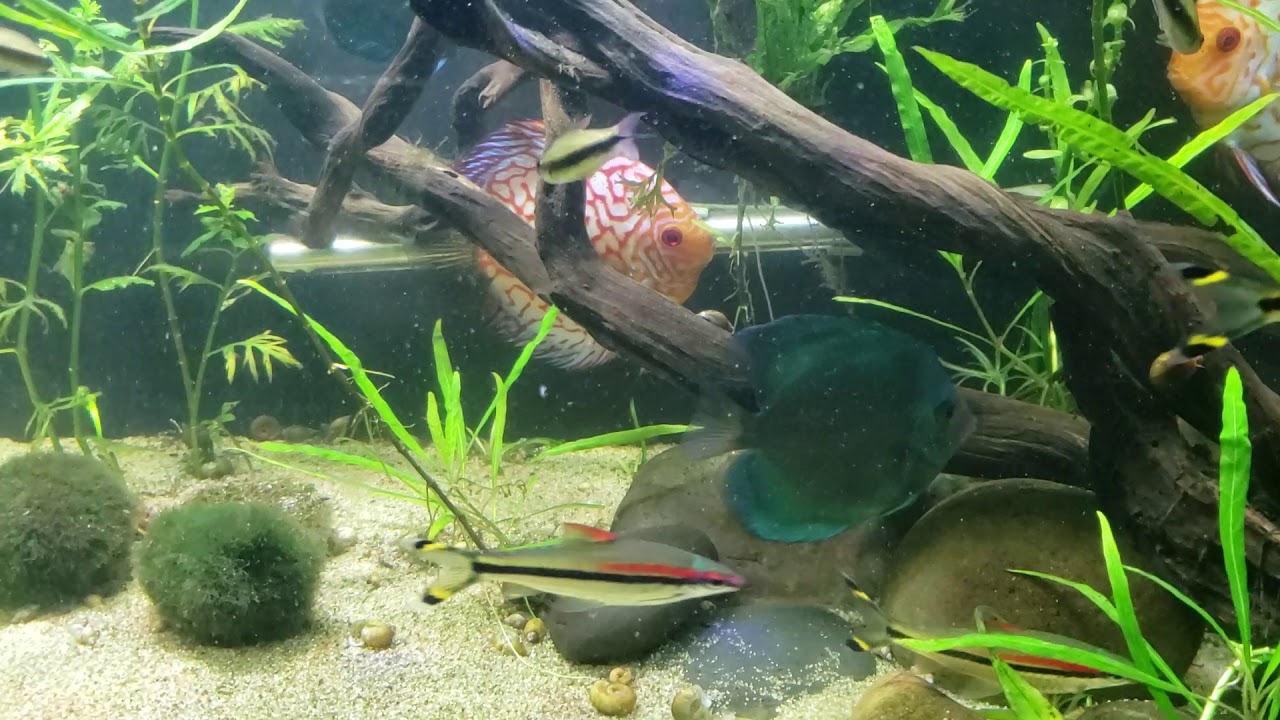 Discus 75 gallon Heavy Planted Tank - YouTube