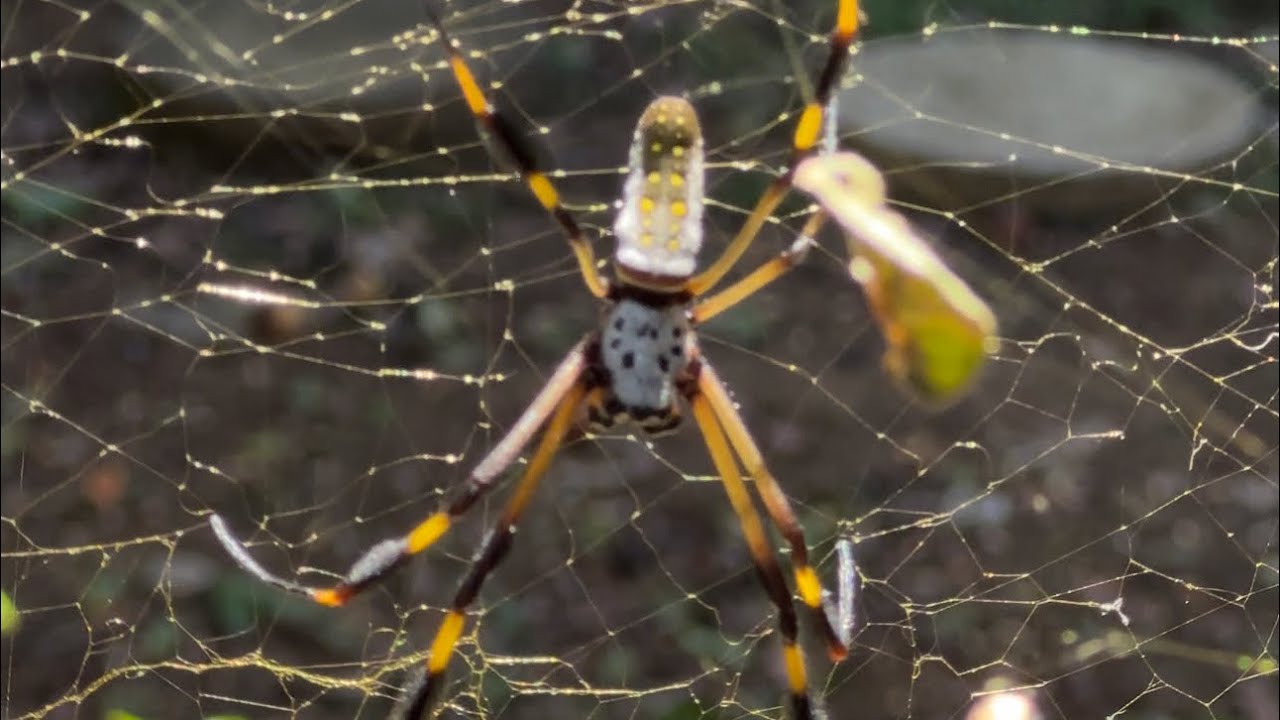 The Best Spiders For Your Backyard - YouTube