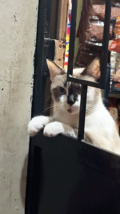 Cat Guarding the Neighborhood Store Aguilares El Salvador #cute #cat # ...