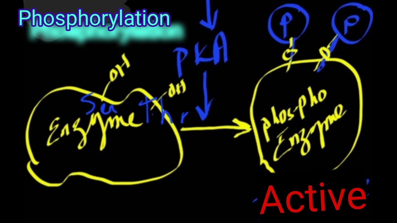 Covalent Modification of Enzymes @Metabolism Made Easy - YouTube