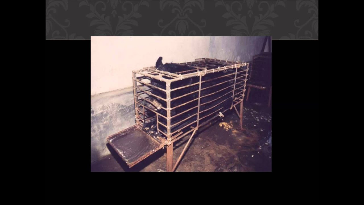 Bear Bile Farming PSA - YouTube