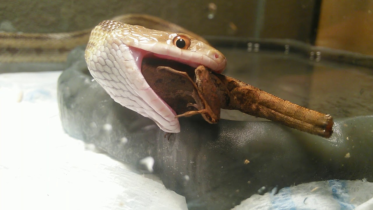Yellow Rat Snake eating fence lizard - YouTube