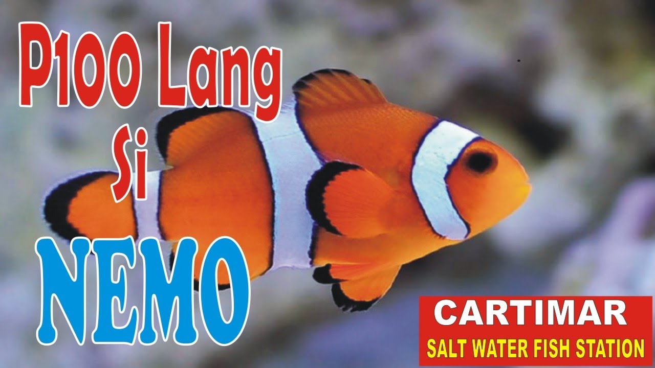 VLOG# 12 / CARTIMAR / SALT WATER FISH STATION/ 100 PESOS LANG SI NEMO ...