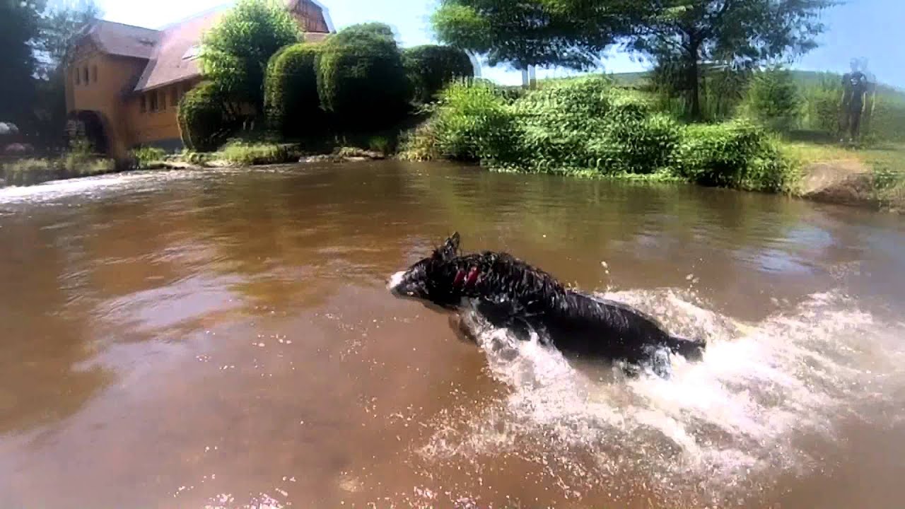 Montage - Belle Border Collie - Gopro - YouTube