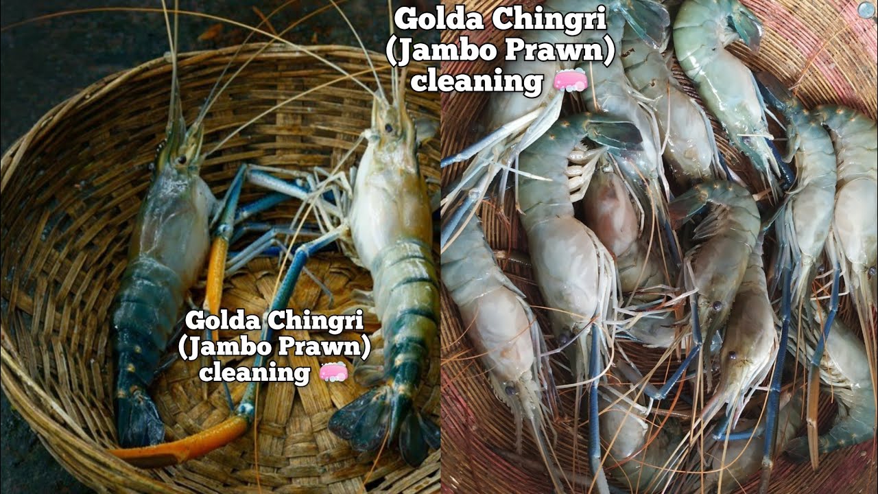 Cleaning Of Golda Chingri | Jambo Prawn cleaning 🧼 - YouTube