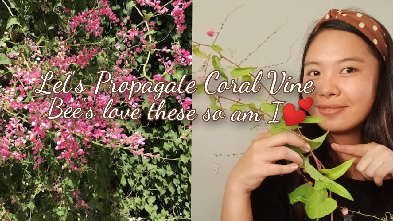 PROPAGATING CORAL VINE/MEXICAN CREEPER FROM CUTTINGS THE BEES LOVE ...