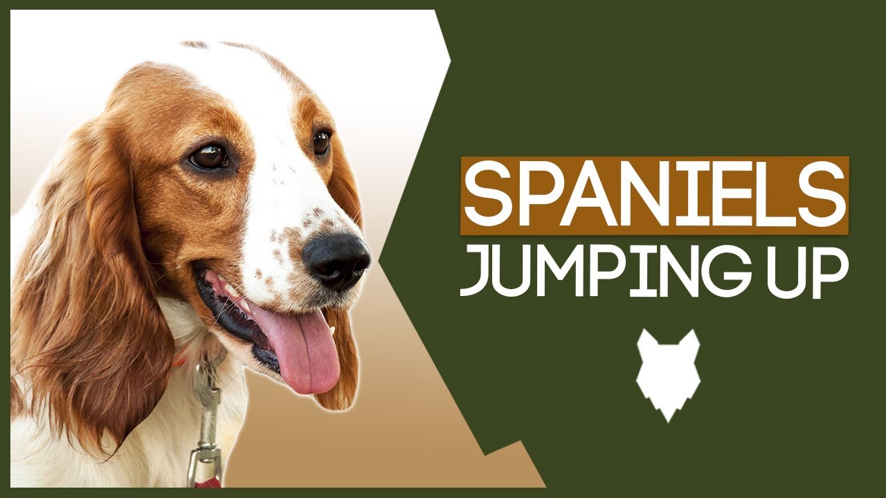 PUPPY TRAINING! Stop Your SPANIEL Jumping Up - YouTube