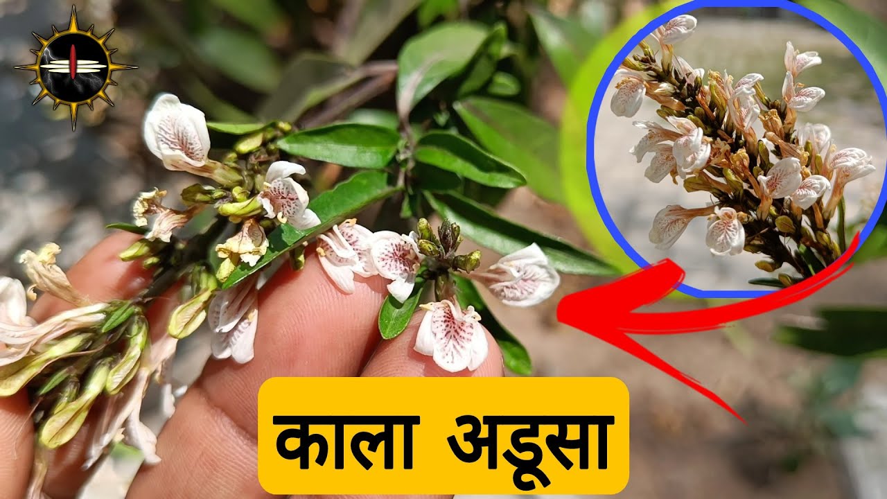 भयंकर कष्ट और मौत के मुंह में से बाहर निकालता है काला अडूसा। Kala Adusa ...