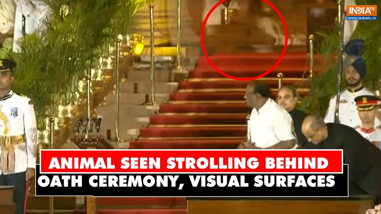 PM Modi Oath Ceremony: Big cat or leopard? Animal casually strolling ...