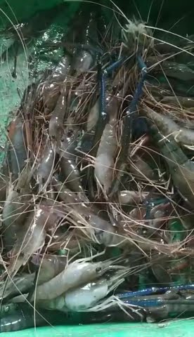 #fishing golda Chingri - YouTube