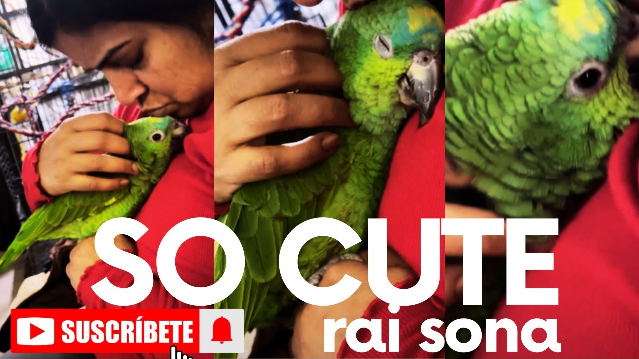 you will fall love with Rai - Raisona the cutest amazon BABY Parrot ...