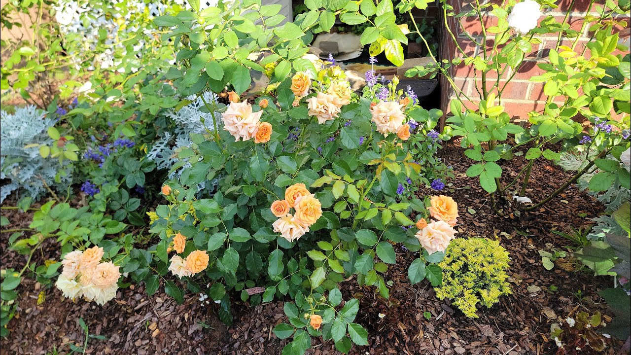Kordes rose | Bentheimer gold | Best lanscape rose | Super healthy ...