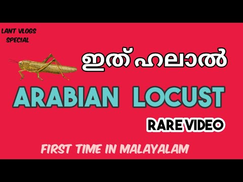 ARABIAN LOCUST / JARAD /അറബിക്കളുടെ ഇഷ്ടഭക്ഷണം ജറാദ് /വെട്ട്കിളി / LANT ...