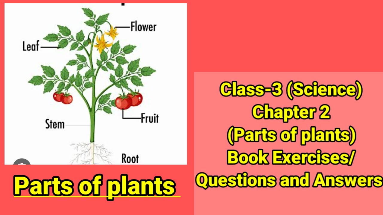 Parts Of Plants Class 3 Prachi Science Book Answer Key Class 3 parts-of-plants-class-3-prachi-science-book-answer-key-class-3