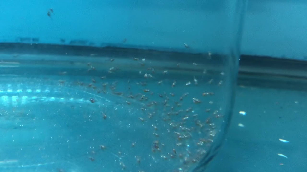 Day 1 Bulgarian Sealpoint Angelfish (BSP) Freeswimming - YouTube