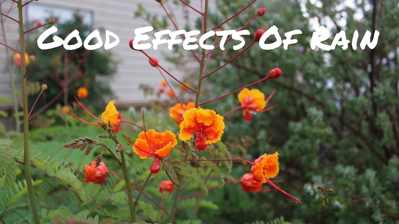 Good Effects From Rain ⛈️ - YouTube