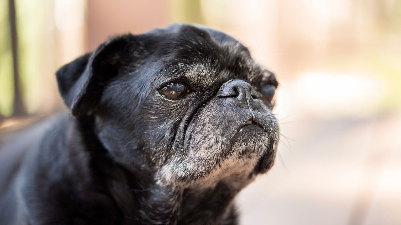 Understanding and Managing Brachycephalic Breathing Problems in Pugs ...