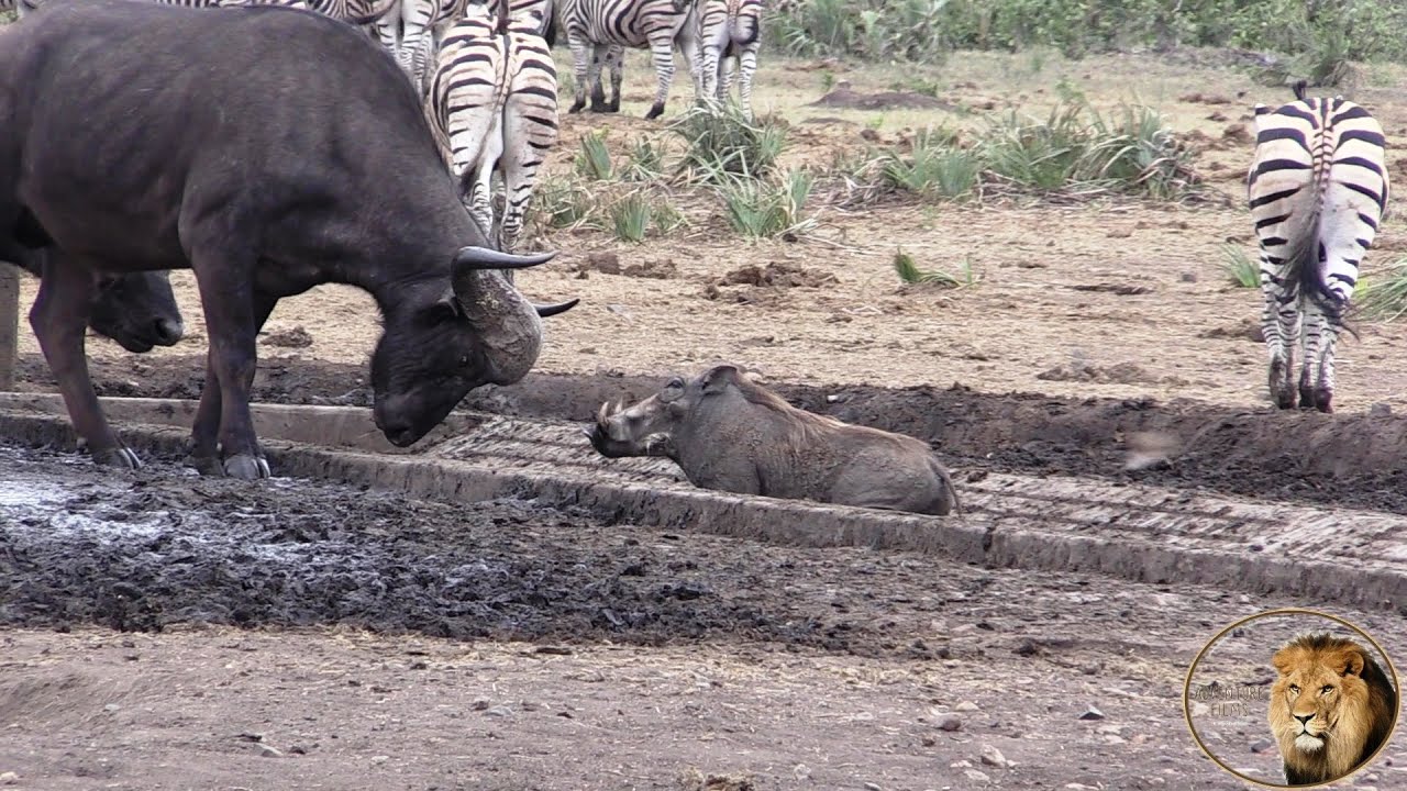 Brave Warthog vs Buffalo, Zebra And Wildebeest - YouTube
