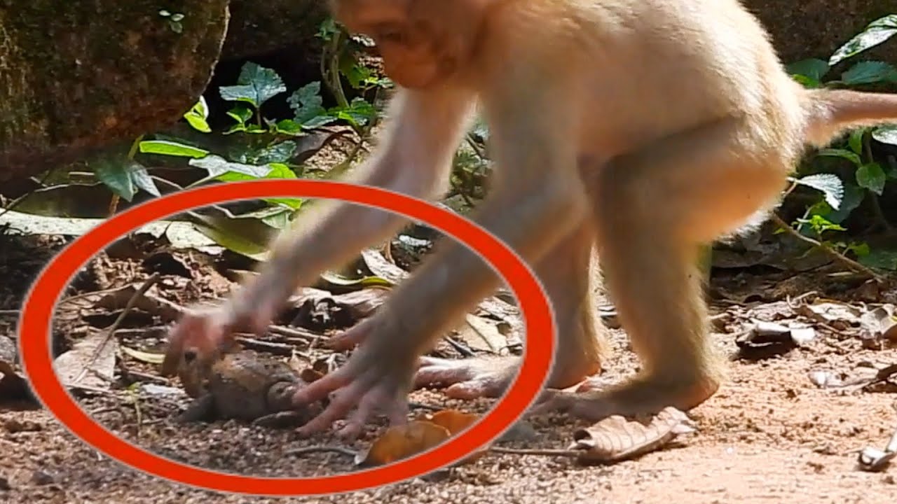 Oh Great! Lucie Trying Catch A Frog Poison I What Happen For Her I ...