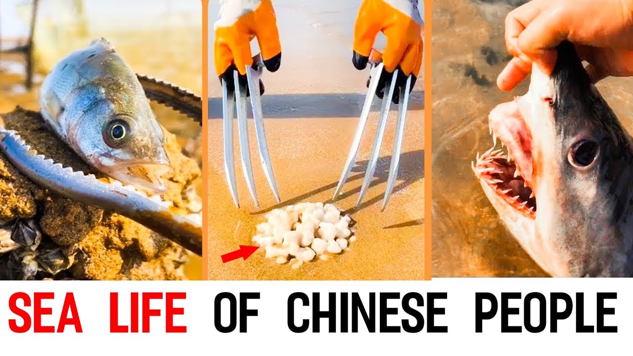 FOLLOWING CHINESE PEOPLE FISHERMEN TO CATCH SEAFOOD - SEA LIFE OF ...