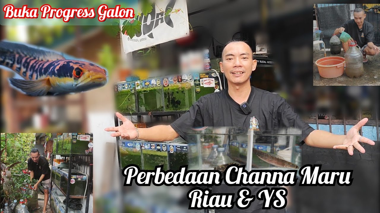 Perbedaan Channa Maru Riau & Ys Progress Galon - YouTube