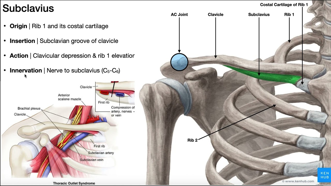 The Subclavius Muscle | Anatomy & Function [O, I, N, A] - YouTube