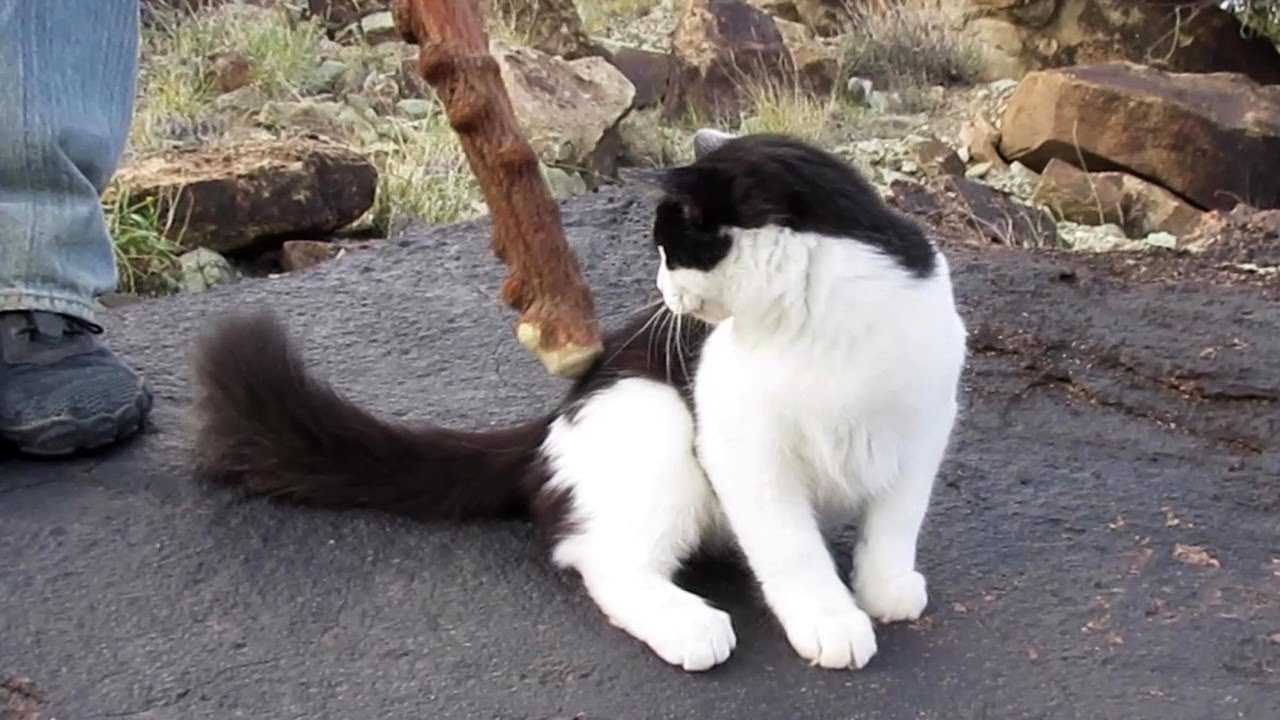 Our Cats #134 - Cats Play With Walking Sticks - YouTube