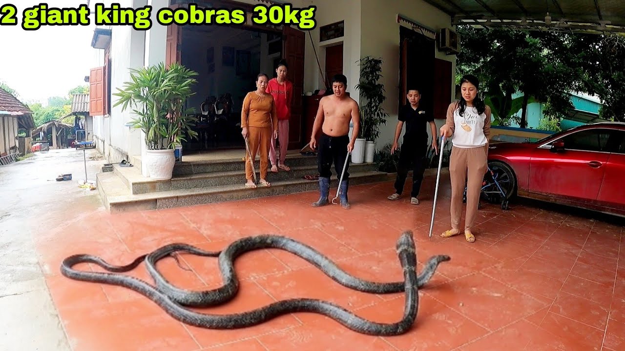 The girl caught two 30kg king cobras that entered the house causing danger I Girl Catches Snake ...