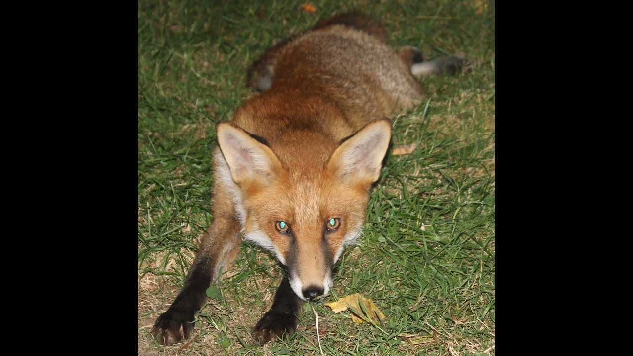 Fox Photo Highlights September 2021 5 - YouTube