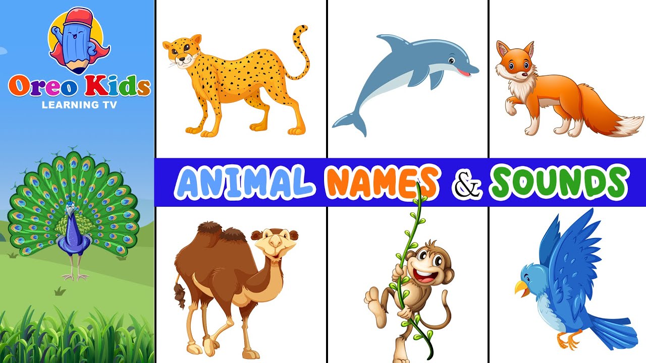 50 Animal Sounds for Children with Name | toddler videos educational ...