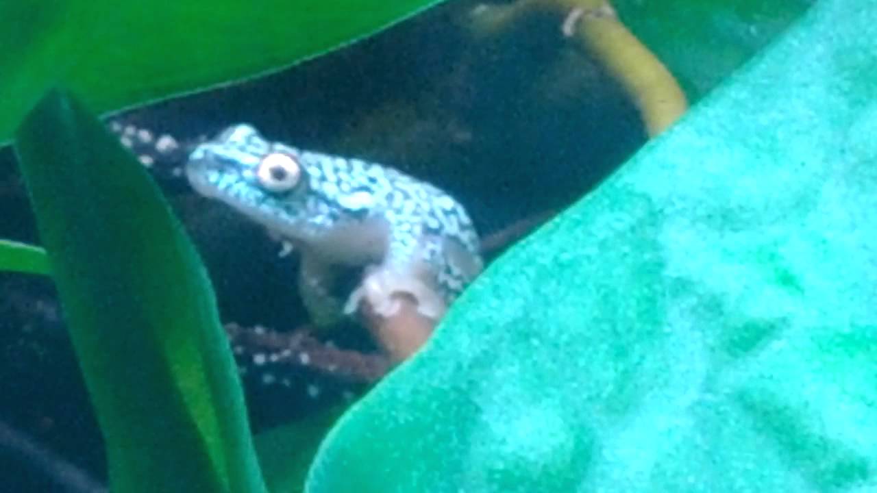 Starry Night Reed Frog - YouTube