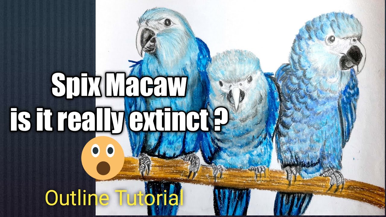 spix macaw | painting rarest macaws in the world | simple techie artist ...