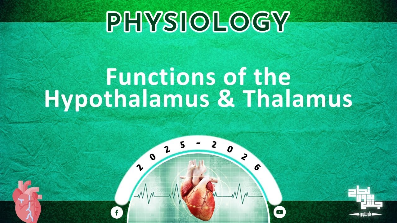 L11: Functions of the hypothalamus and thalamus; Physiology - YouTube