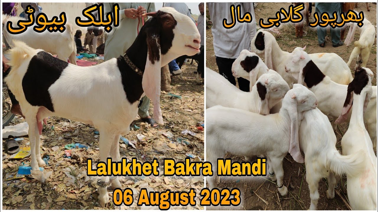 Lalukhet Bakra Mandi Latest update. 6August2023. Bharpoor Maal . Har ...