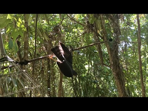 TRAUMA ULIT SI MAT-E NG FALCON ☹️🥺 | ALIMOKON HUNTING (WHITE EARED ...