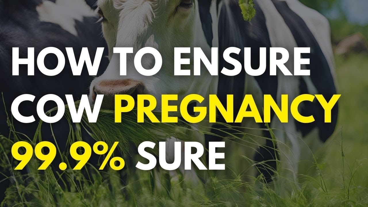 How to Ensure Cow Pregnancy-99.9% sure - YouTube