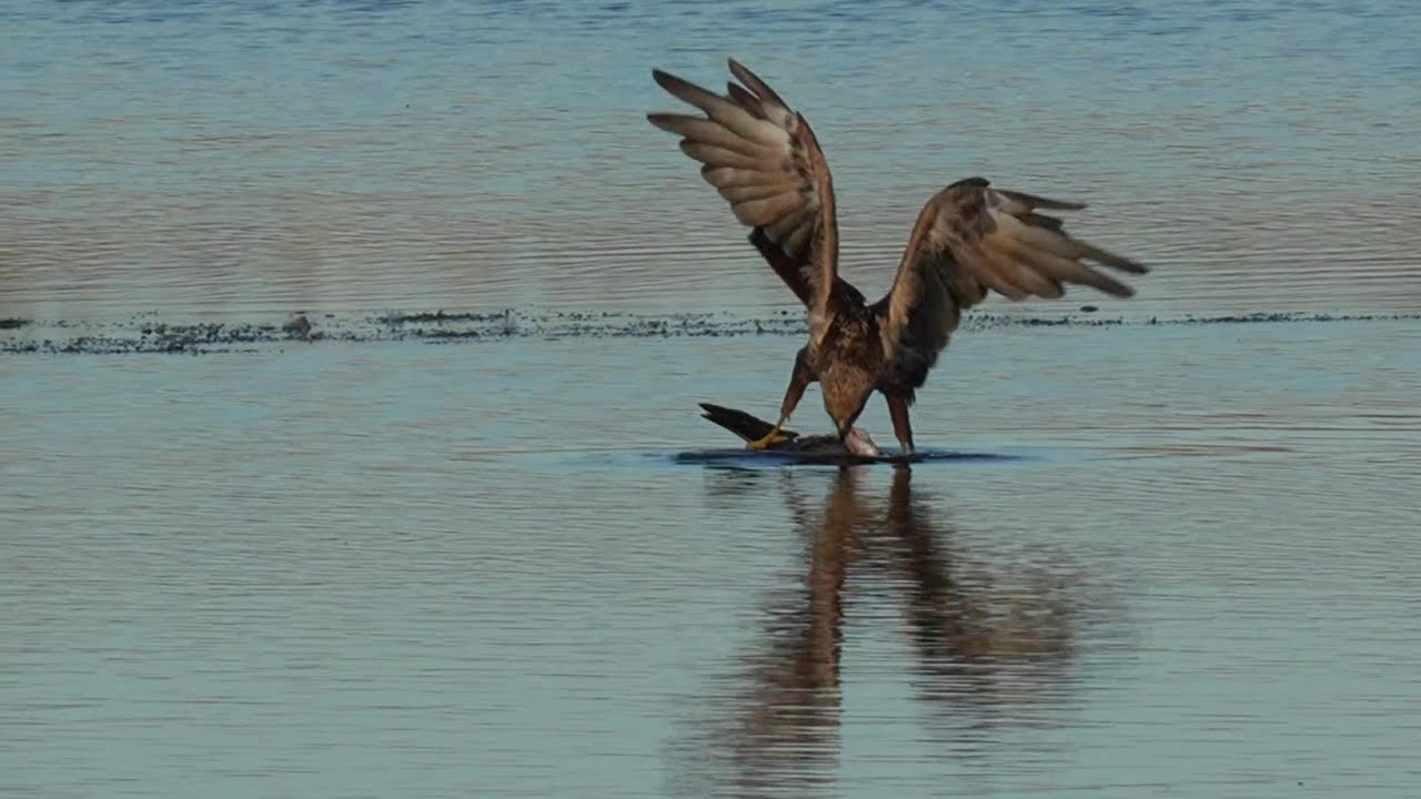 Marsh Harrier Eating its Prey - YouTube