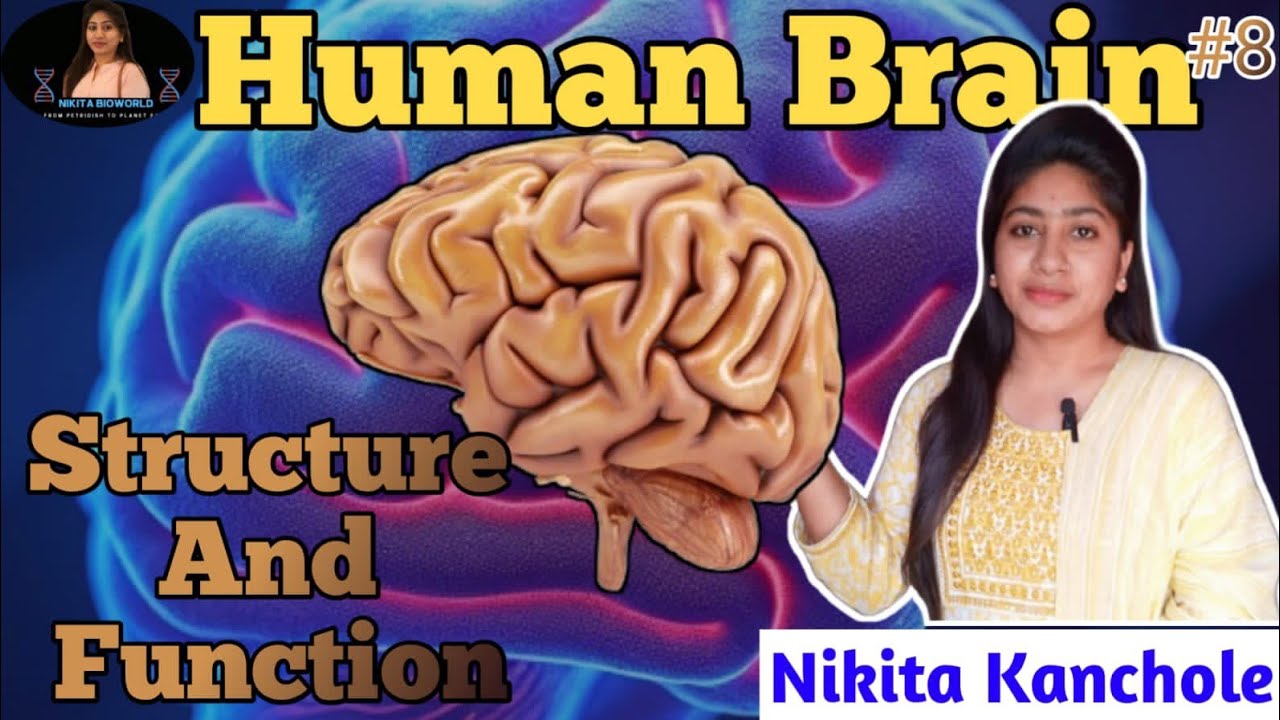 Brain ka Real power🔥 | Human Brain Function in Hindi + English | # ...