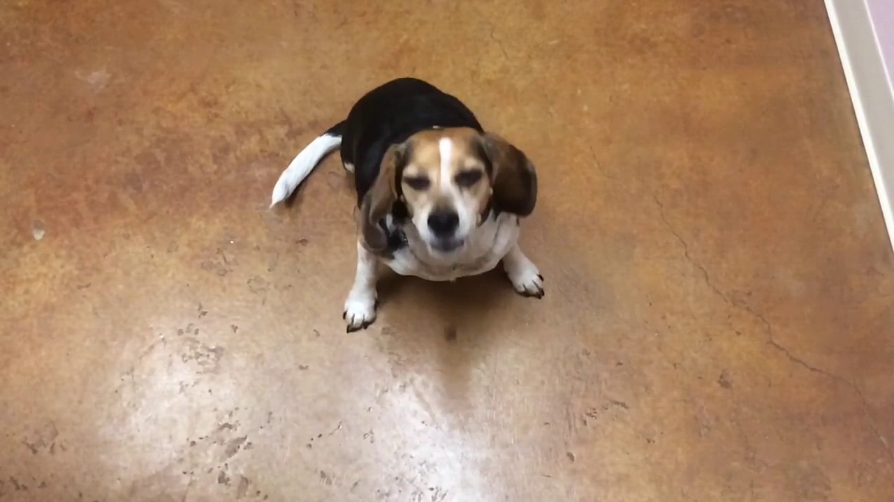 Dogs Catching Treats In SloMo 15 - YouTube